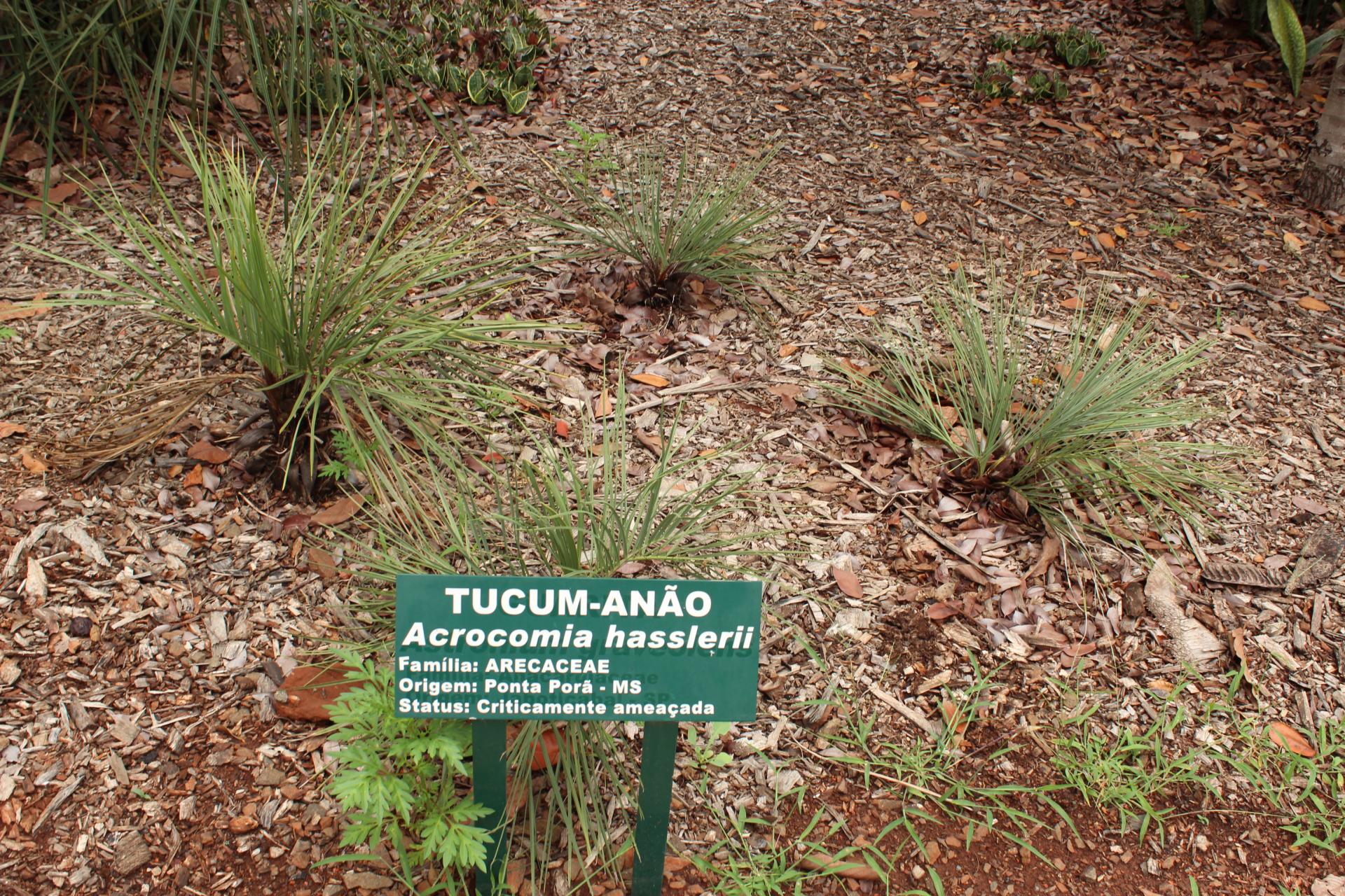 ACROCOMIAS DWARVES - DISCUSSING PALM TREES WORLDWIDE - PalmTalk