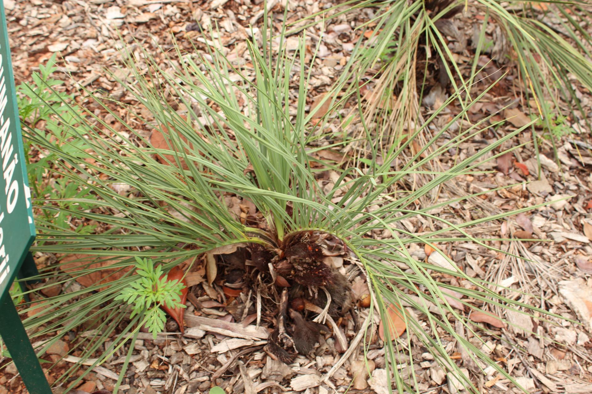 ACROCOMIAS DWARVES - DISCUSSING PALM TREES WORLDWIDE - PalmTalk