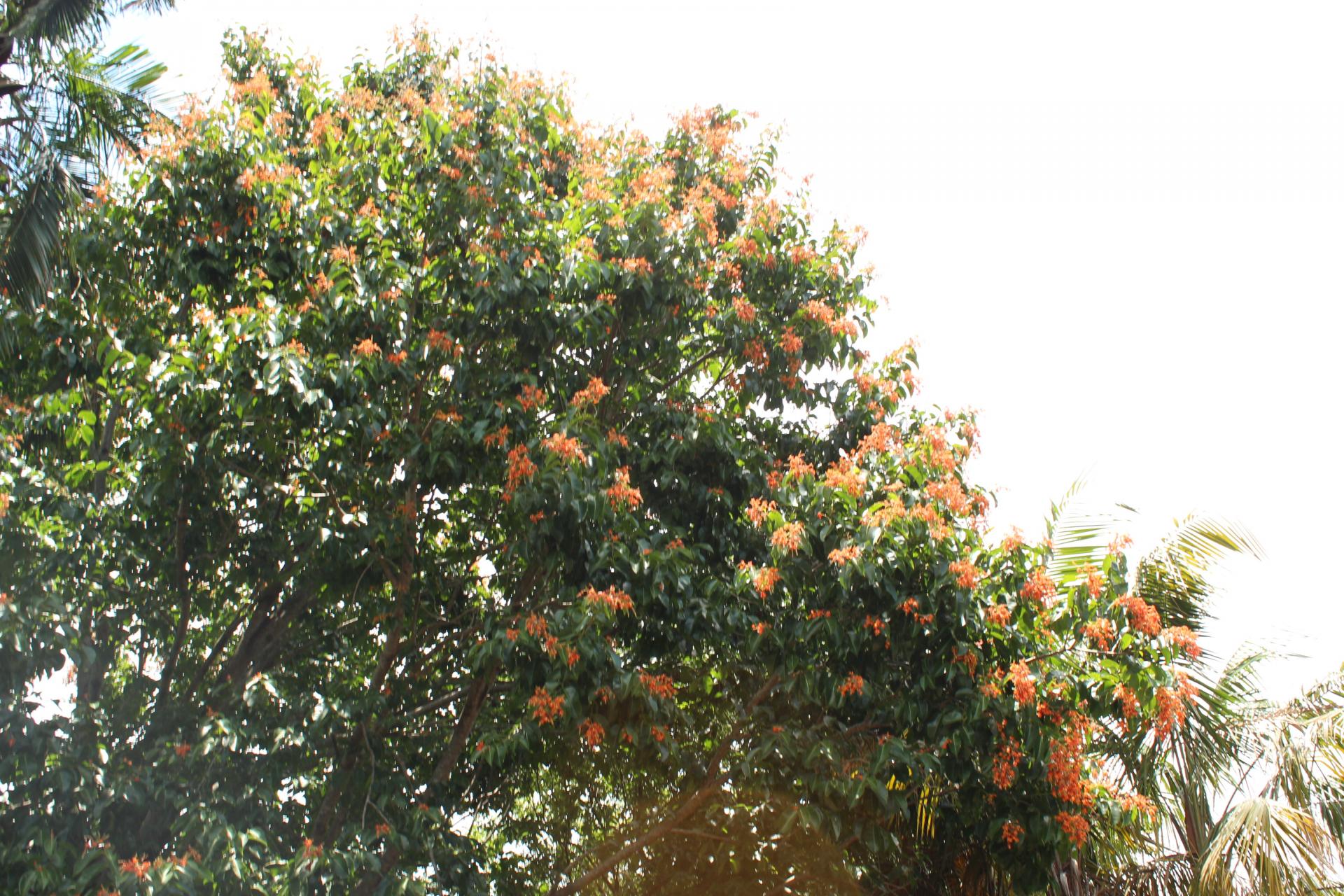 FLOWERY TREES - TROPICAL LOOKING PLANTS - Other Than Palms - PalmTalk