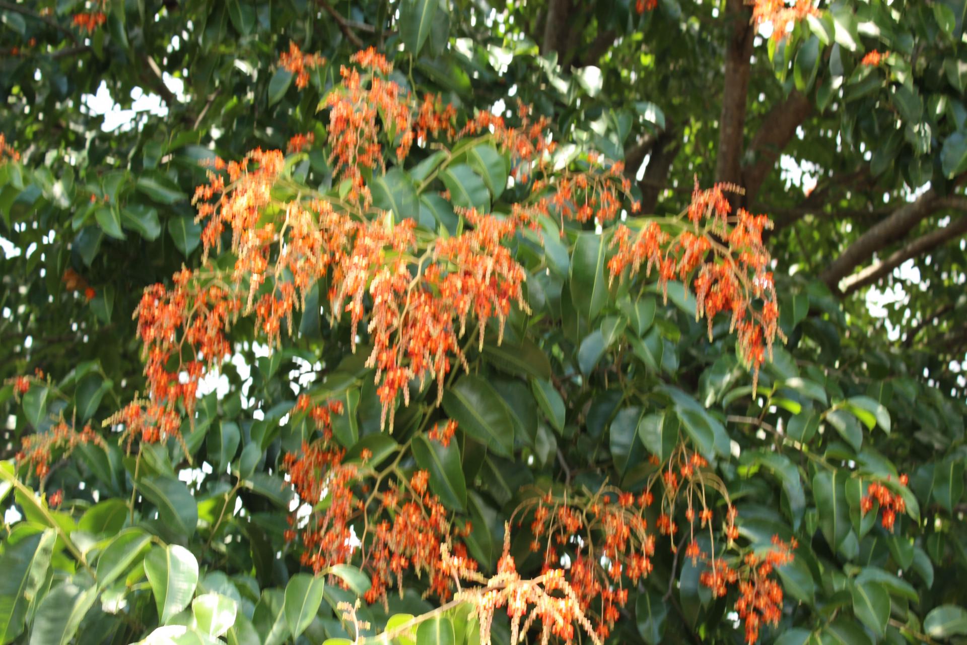 FLOWERY TREES - TROPICAL LOOKING PLANTS - Other Than Palms - PalmTalk