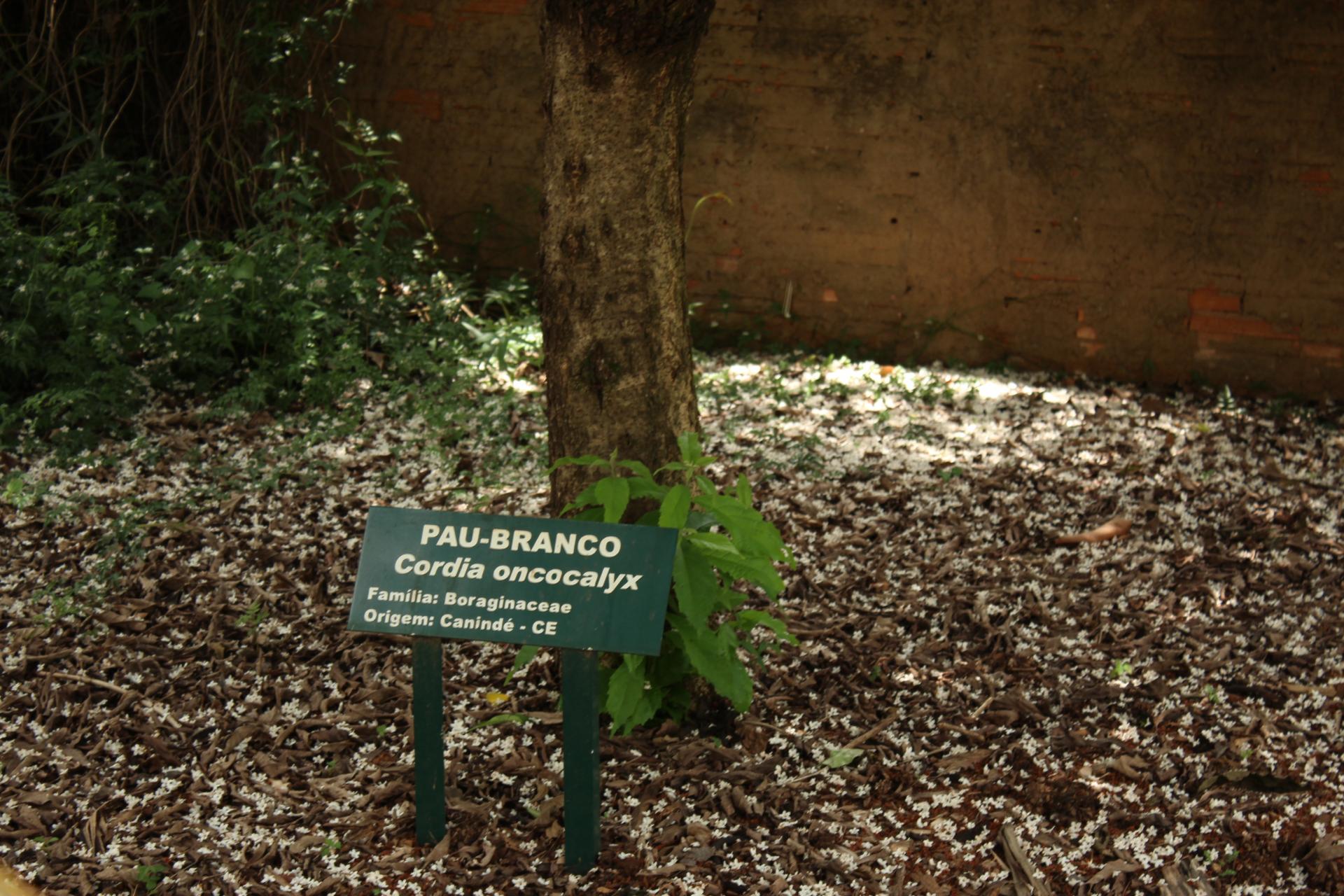 FLOWERY TREES - TROPICAL LOOKING PLANTS - Other Than Palms - PalmTalk