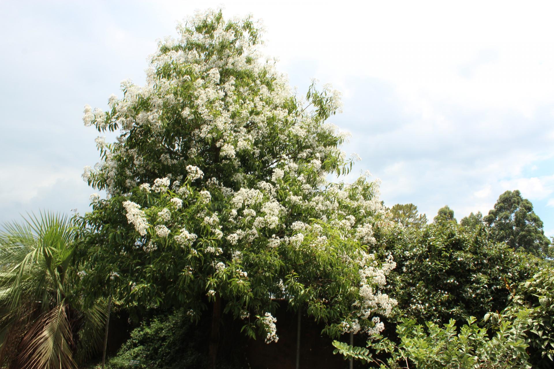FLOWERY TREES - TROPICAL LOOKING PLANTS - Other Than Palms - PalmTalk