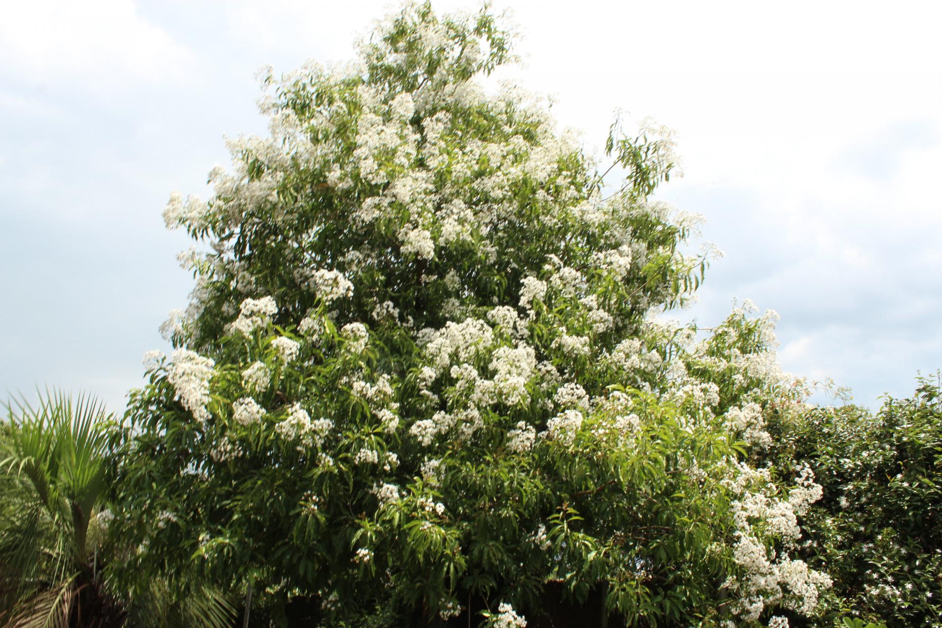 FLOWERY TREES - TROPICAL LOOKING PLANTS - Other Than Palms - PalmTalk