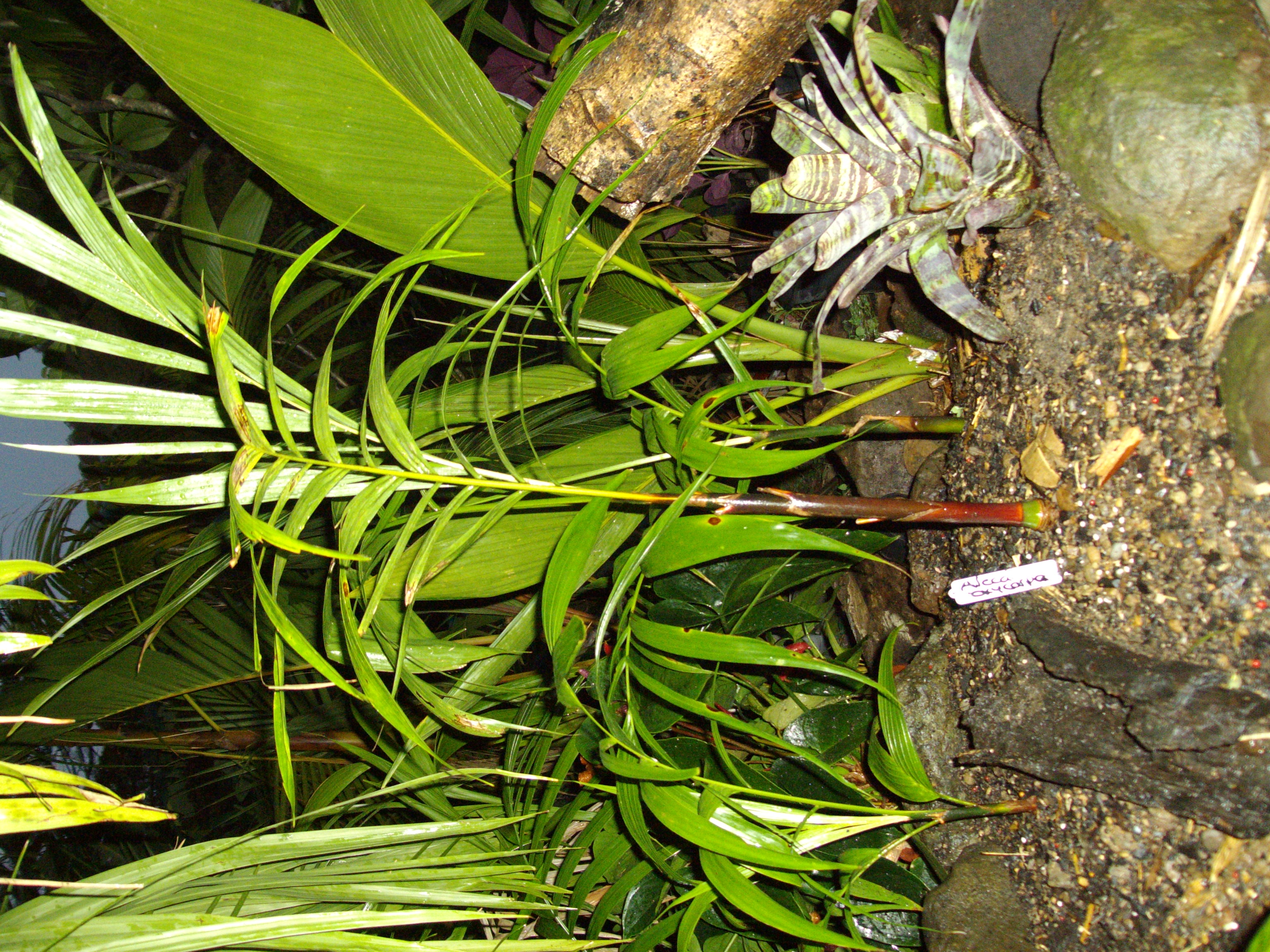 Areca oxycarpa - DISCUSSING PALM TREES WORLDWIDE - PalmTalk