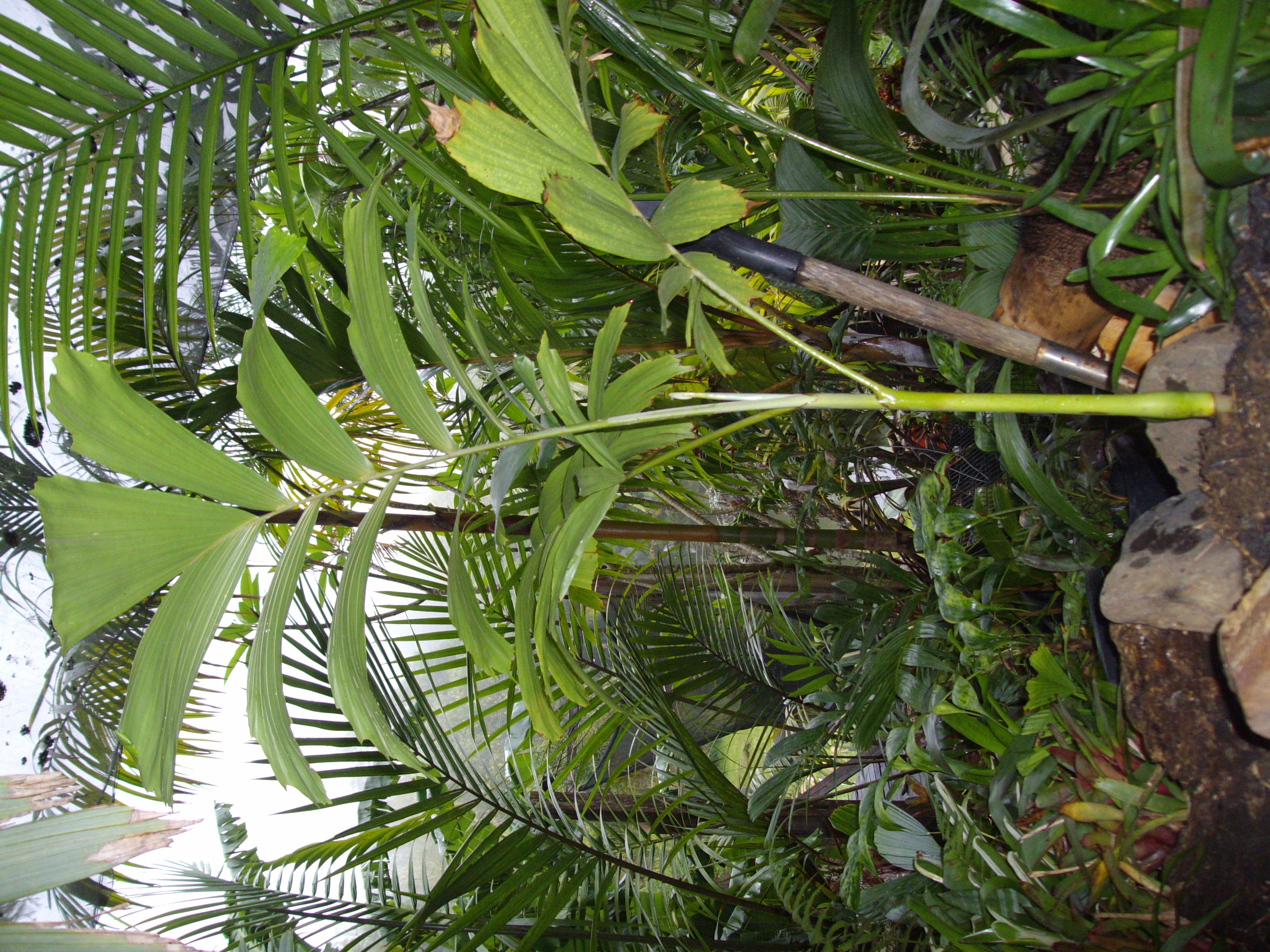 Young Socratea rostrata - DISCUSSING PALM TREES WORLDWIDE - PalmTalk
