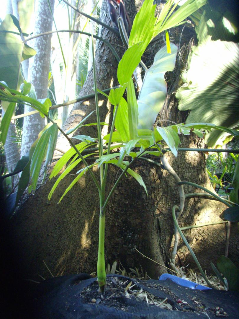 first stilt root - DISCUSSING PALM TREES WORLDWIDE - PalmTalk