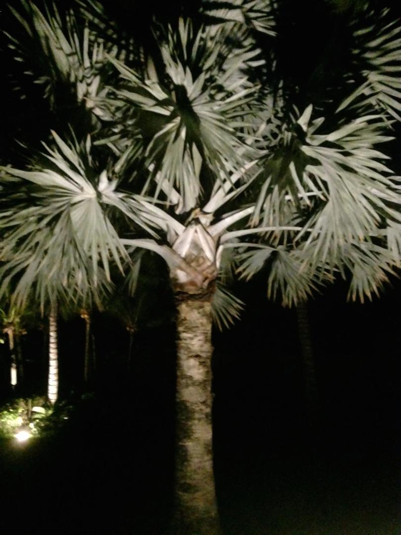 Uplighting Details - DISCUSSING PALM TREES WORLDWIDE - PalmTalk