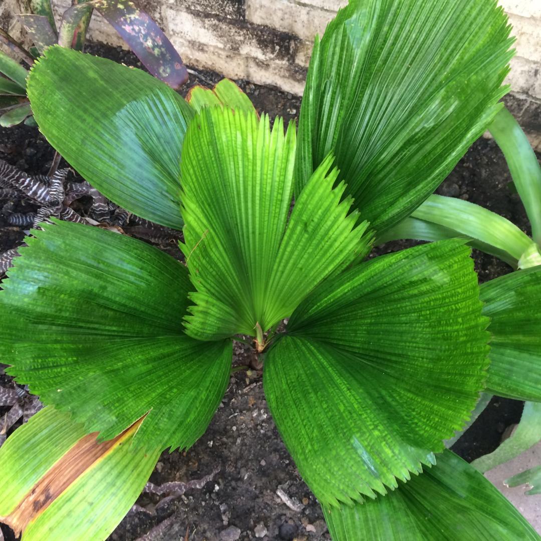 Licuala spinosa in Evening garden - DISCUSSING PALM TREES WORLDWIDE ...