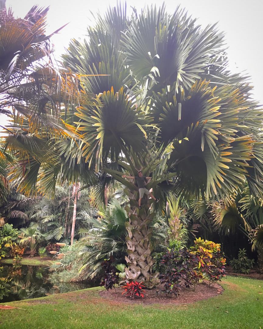 Jack and the beanstalk! Corypha umbraculifera - DISCUSSING PALM TREES ...