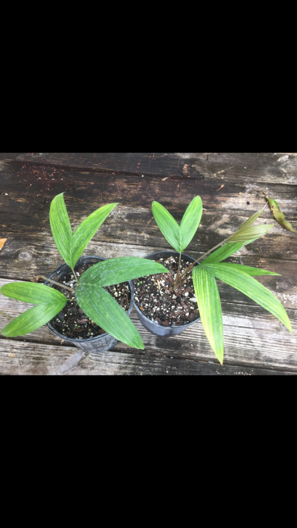 Salacca Magnifica - For Sale - PalmTalk