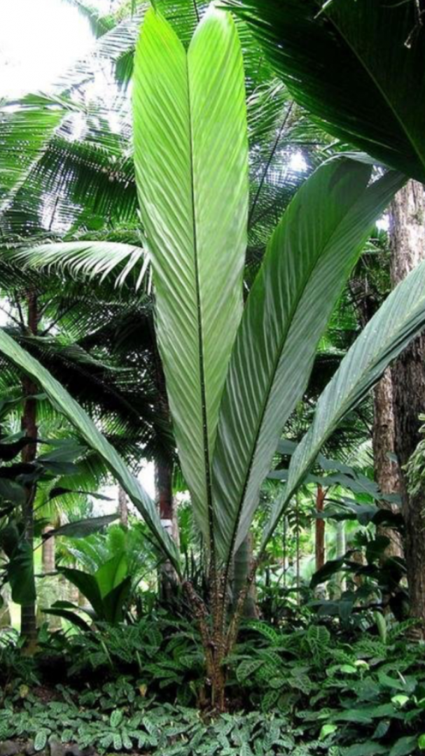 Salacca Magnifica - For Sale - PalmTalk