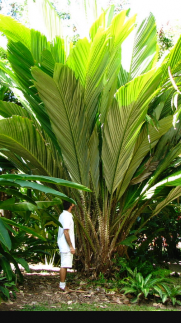 Salacca Magnifica - For Sale - PalmTalk