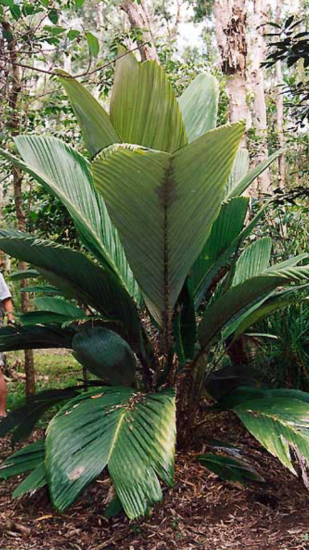 Salacca Magnifica - For Sale - PalmTalk