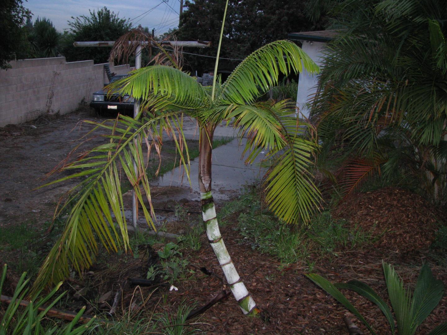 Big Redneck in the Ground - DISCUSSING PALM TREES WORLDWIDE - PalmTalk