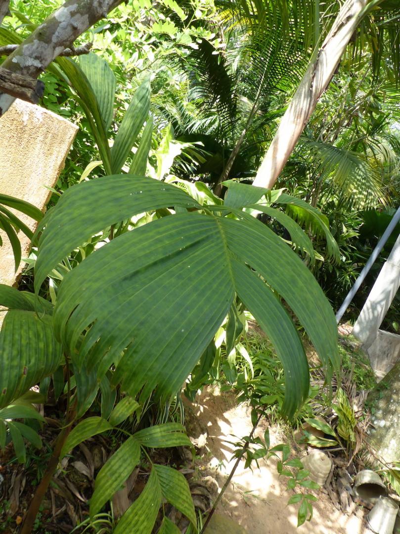 Pinanga copelandii - DISCUSSING PALM TREES WORLDWIDE - PalmTalk
