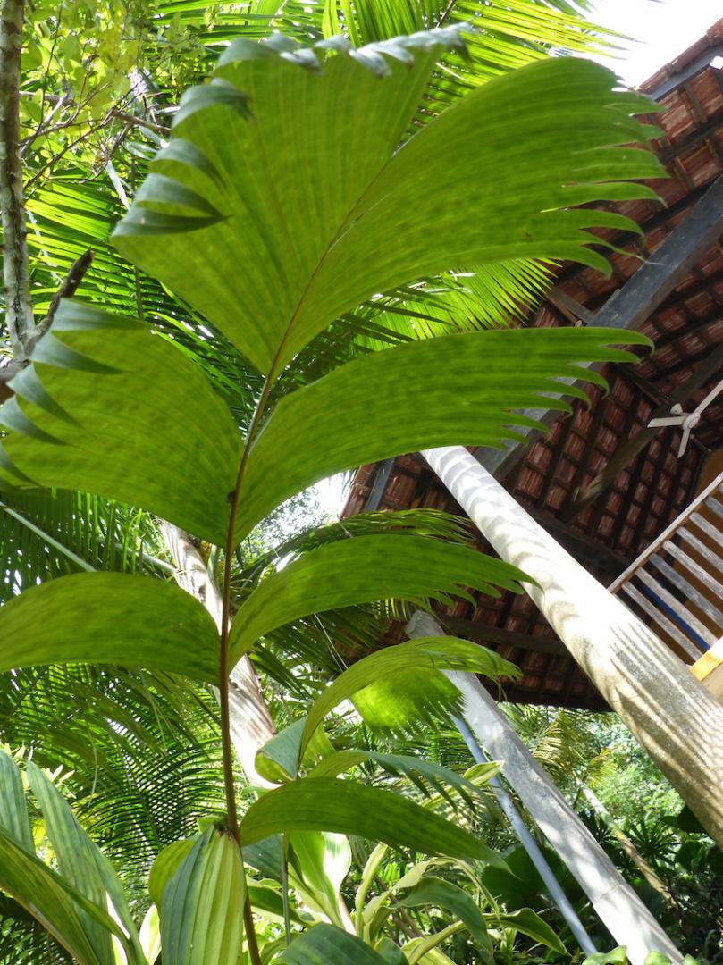 Pinanga copelandii - DISCUSSING PALM TREES WORLDWIDE - PalmTalk