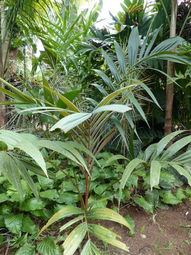 Loxococcus rupicola in First garden - DISCUSSING PALM TREES WORLDWIDE ...