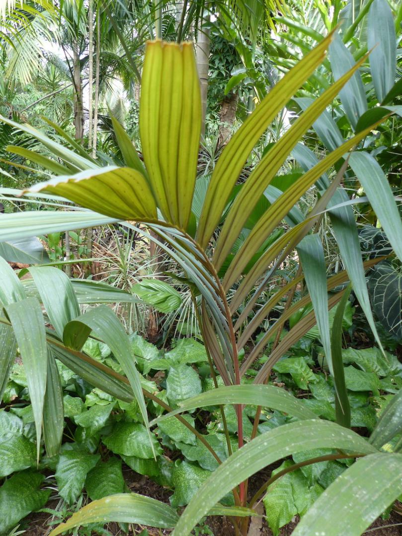 Loxococcus rupicola in First garden - DISCUSSING PALM TREES WORLDWIDE ...