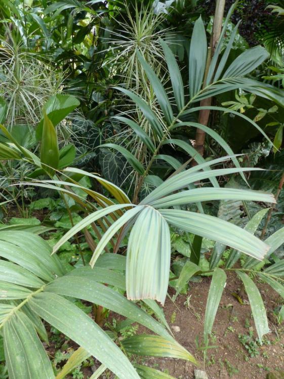 Loxococcus rupicola in First garden - DISCUSSING PALM TREES WORLDWIDE ...