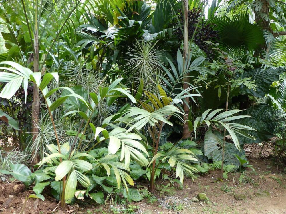 Loxococcus rupicola in First garden - DISCUSSING PALM TREES WORLDWIDE ...