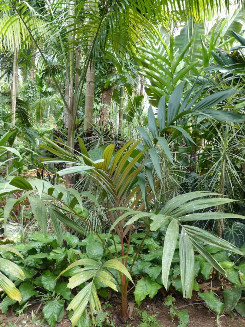 Loxococcus rupicola in First garden - DISCUSSING PALM TREES WORLDWIDE ...