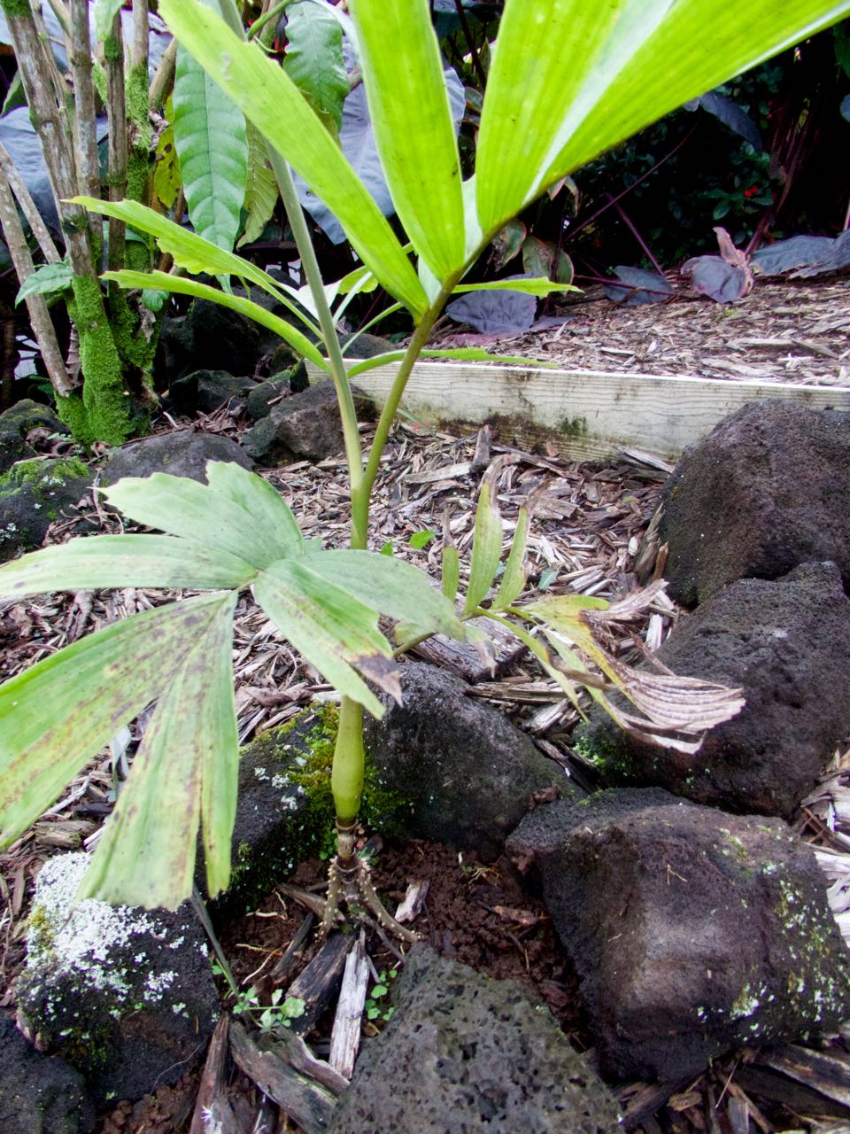 first stilt root - DISCUSSING PALM TREES WORLDWIDE - PalmTalk