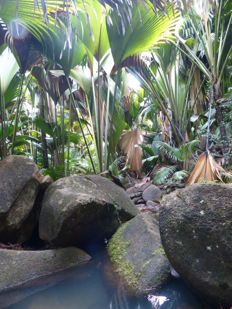 Your ultimate palmy day? - DISCUSSING PALM TREES WORLDWIDE - PalmTalk