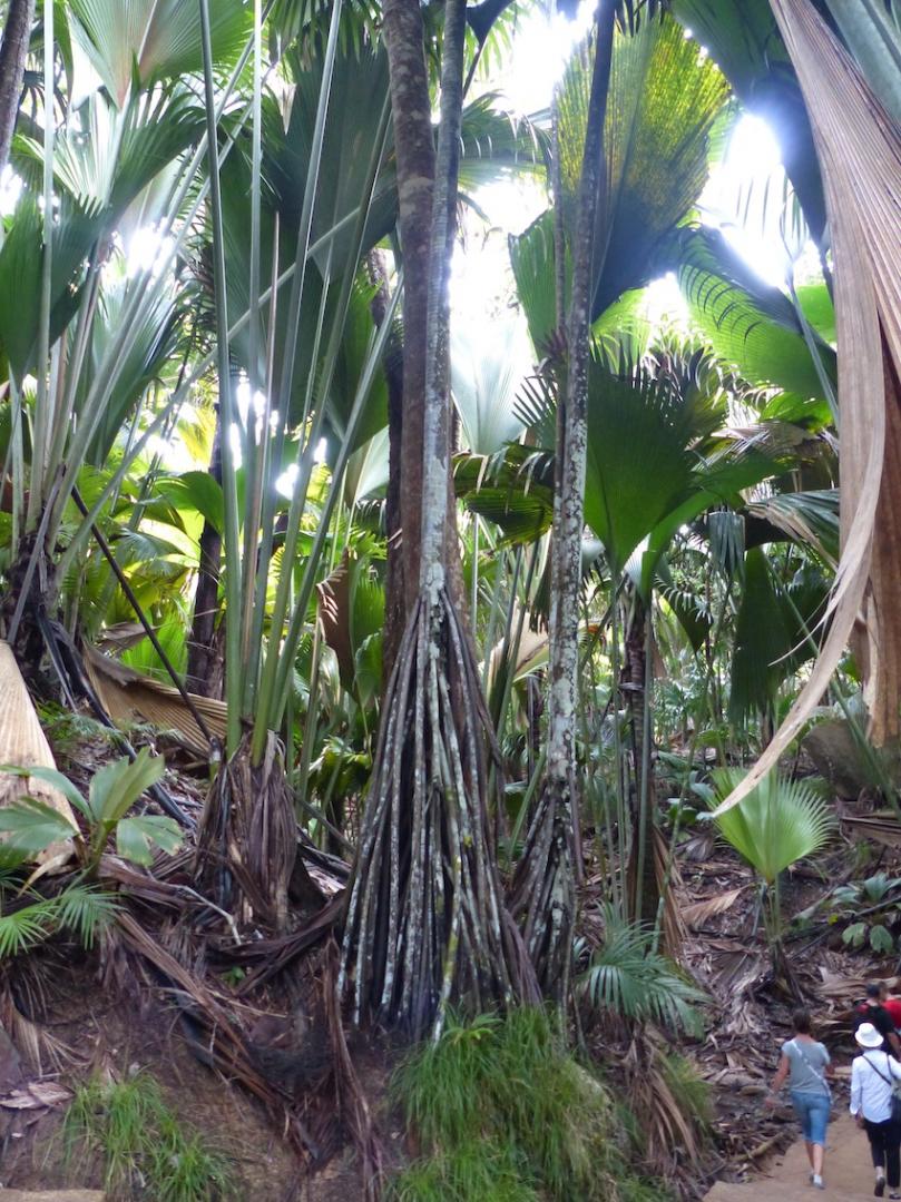 Your ultimate palmy day? - DISCUSSING PALM TREES WORLDWIDE - PalmTalk