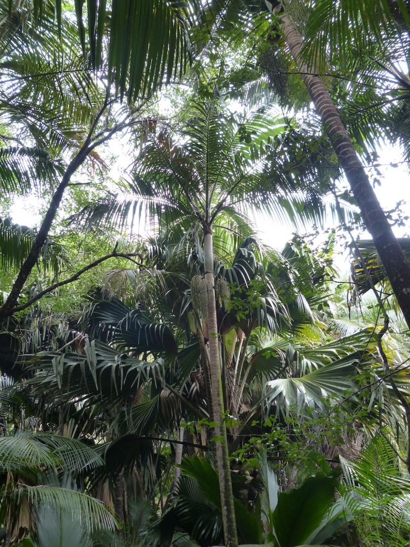 Your ultimate palmy day? - DISCUSSING PALM TREES WORLDWIDE - PalmTalk