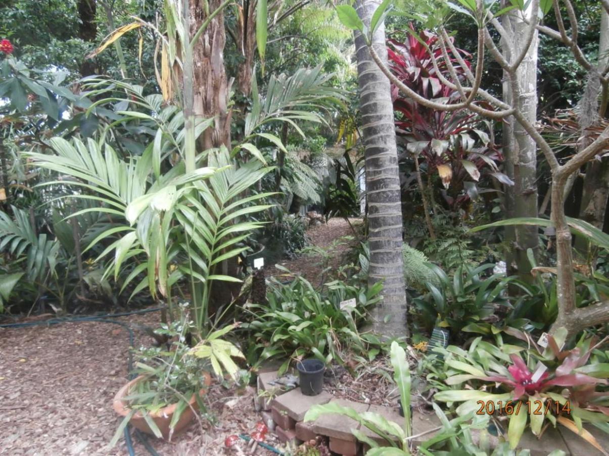 Your ultimate palmy day? - DISCUSSING PALM TREES WORLDWIDE - PalmTalk