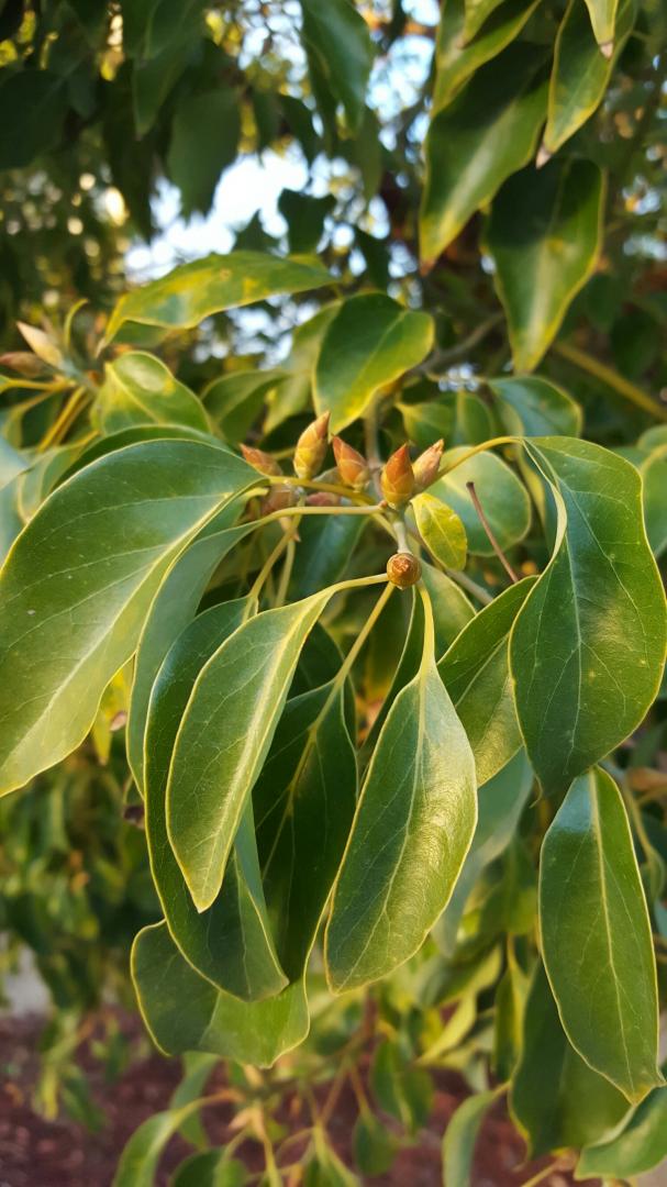 Tree identification - TROPICAL LOOKING PLANTS - Other Than Palms - PalmTalk