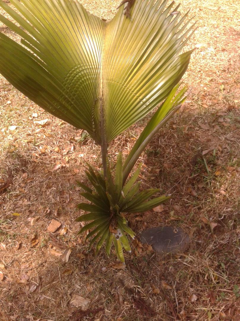 Lodoicea maldivica seed sprout - DISCUSSING PALM TREES WORLDWIDE - PalmTalk