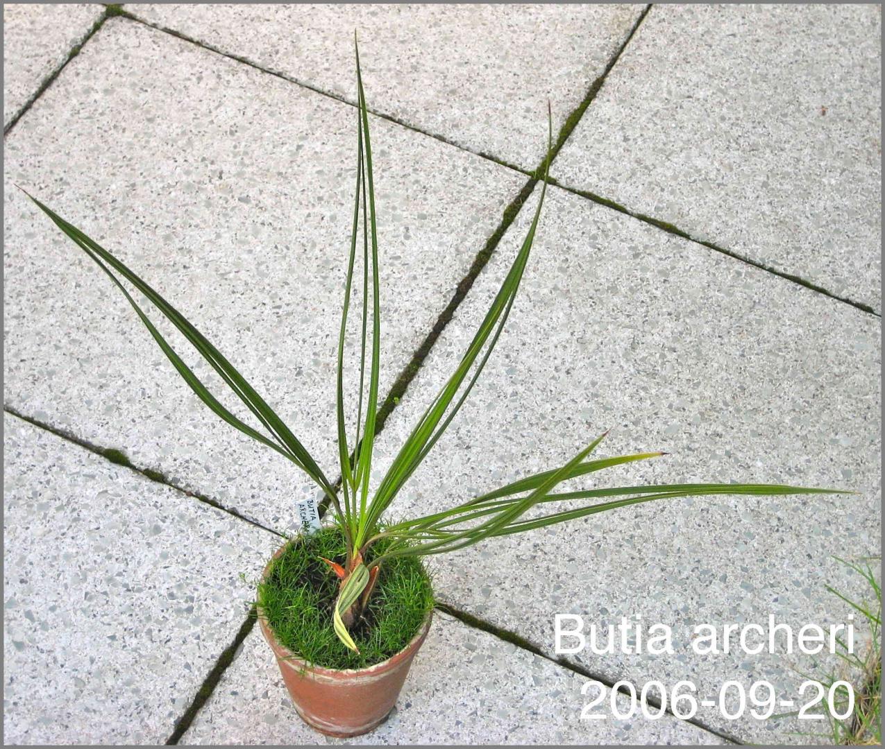 Butia archeri - DISCUSSING PALM TREES WORLDWIDE - PalmTalk