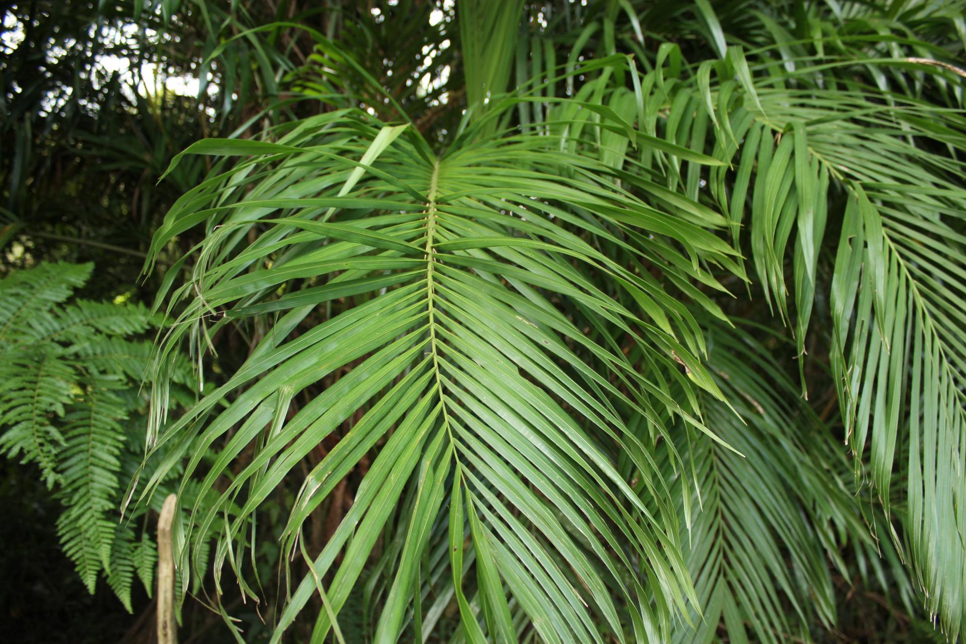Bactris setosa - DISCUSSING PALM TREES WORLDWIDE - PalmTalk