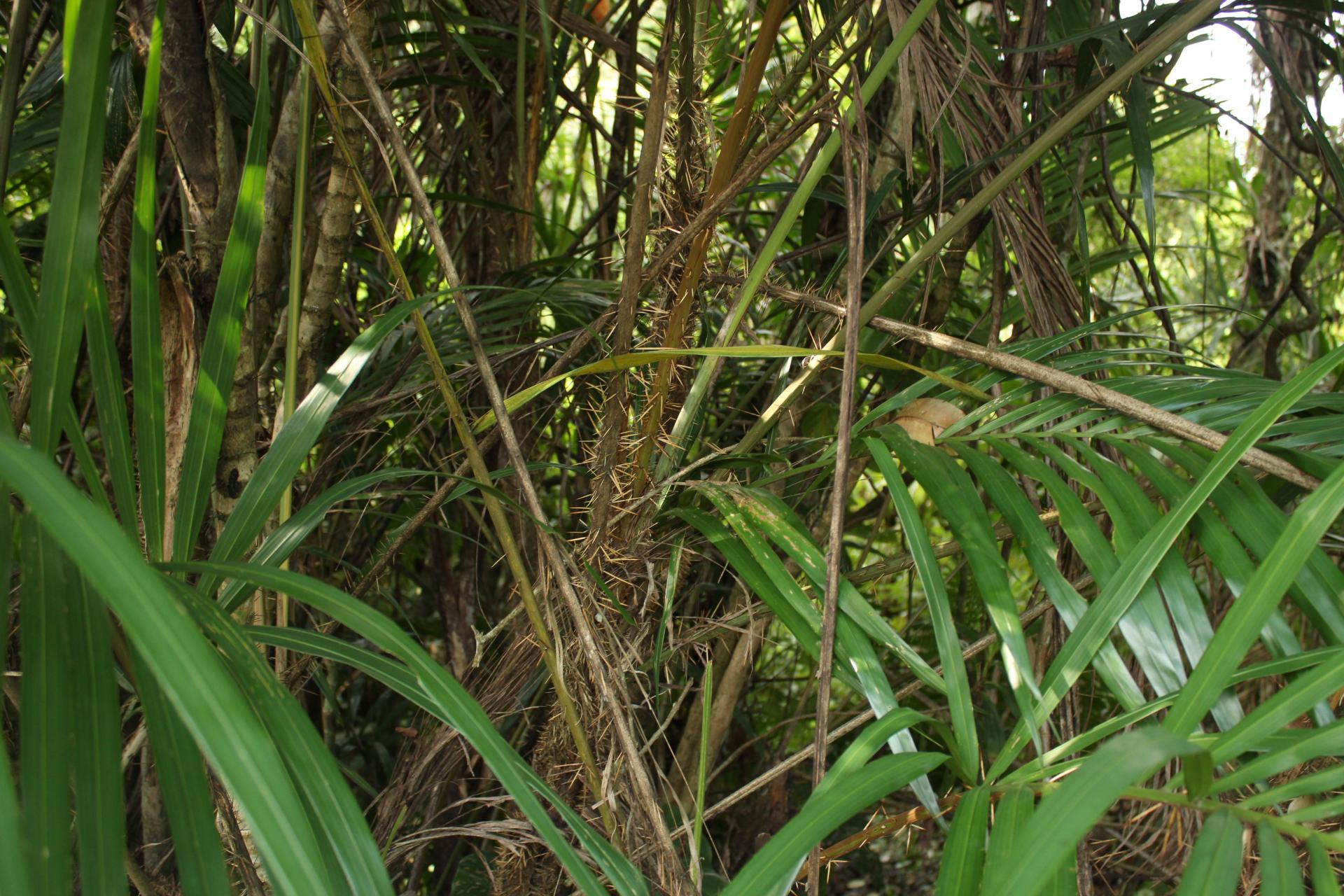 Bactris setosa - DISCUSSING PALM TREES WORLDWIDE - PalmTalk