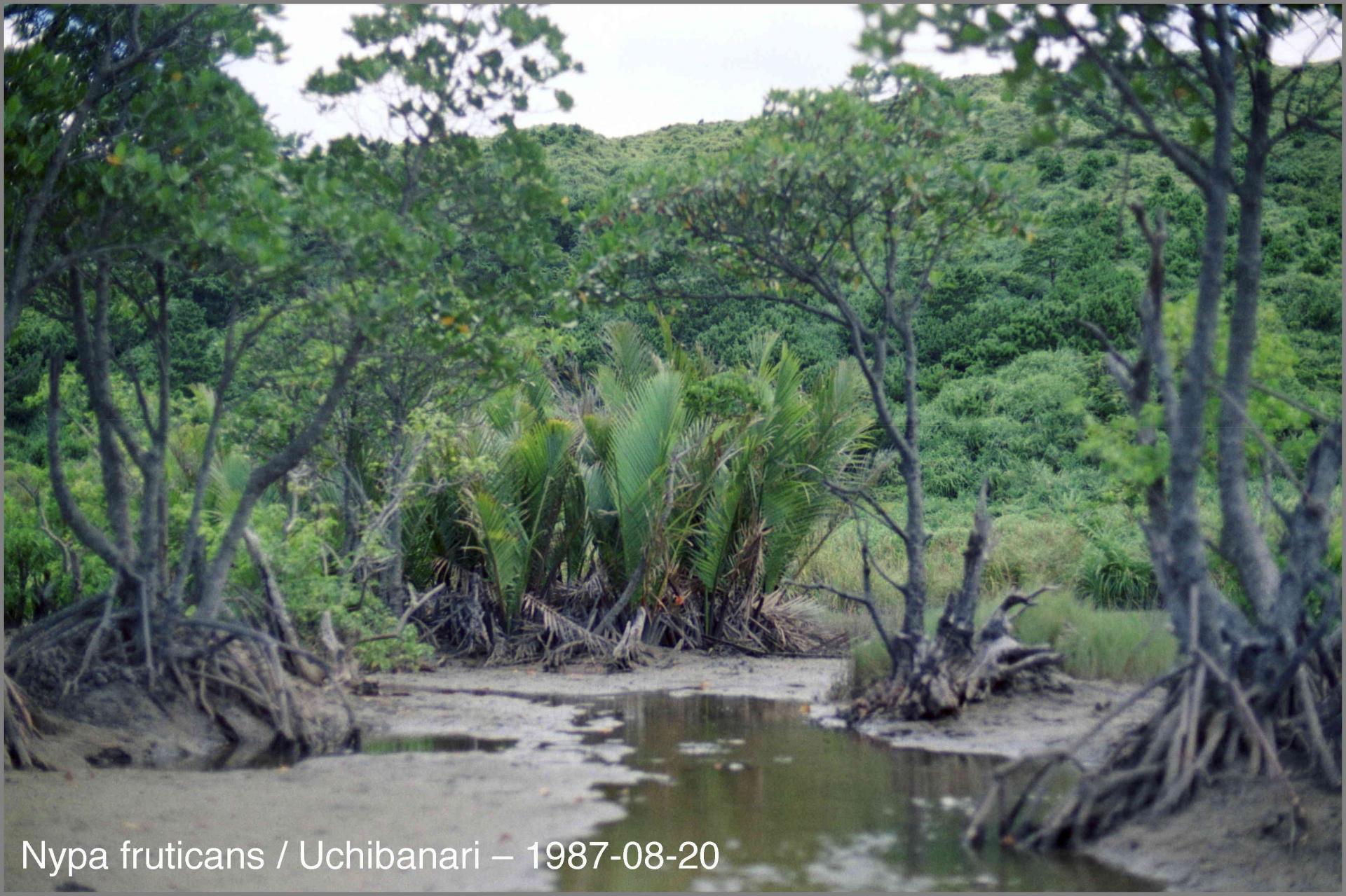 Palms In Swamps! (or Marshes!) - DISCUSSING PALM TREES WORLDWIDE - PalmTalk