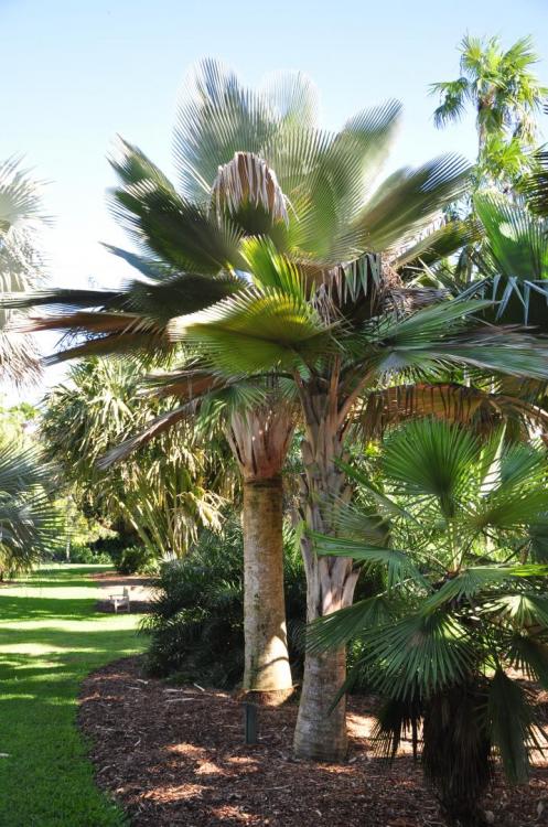 Largest Copernicia fallaensis in Florida - Page 3 - DISCUSSING PALM ...
