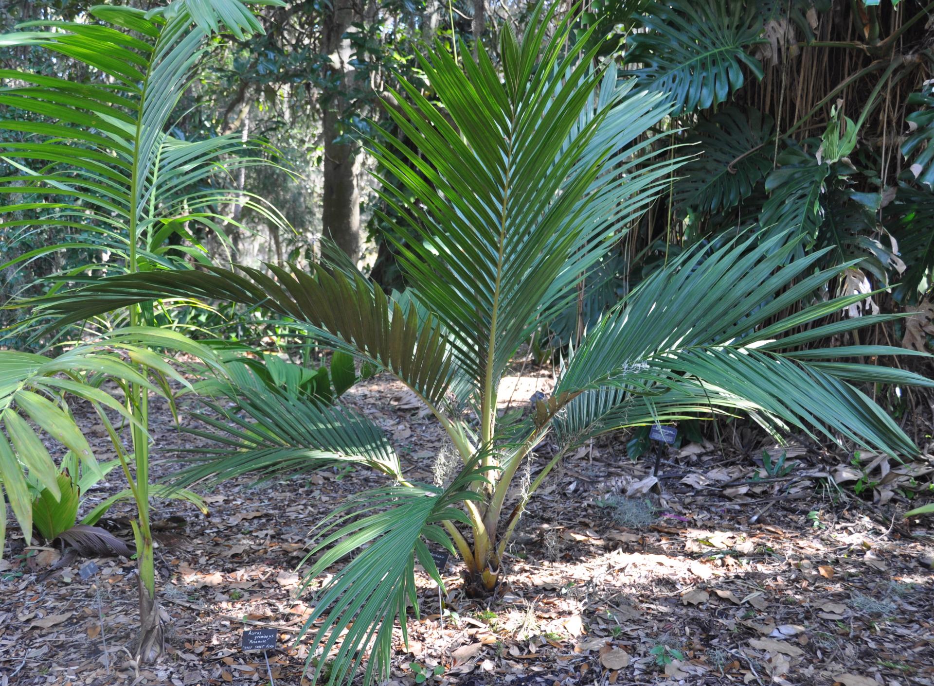 Cyphosperma balansae - DISCUSSING PALM TREES WORLDWIDE - PalmTalk