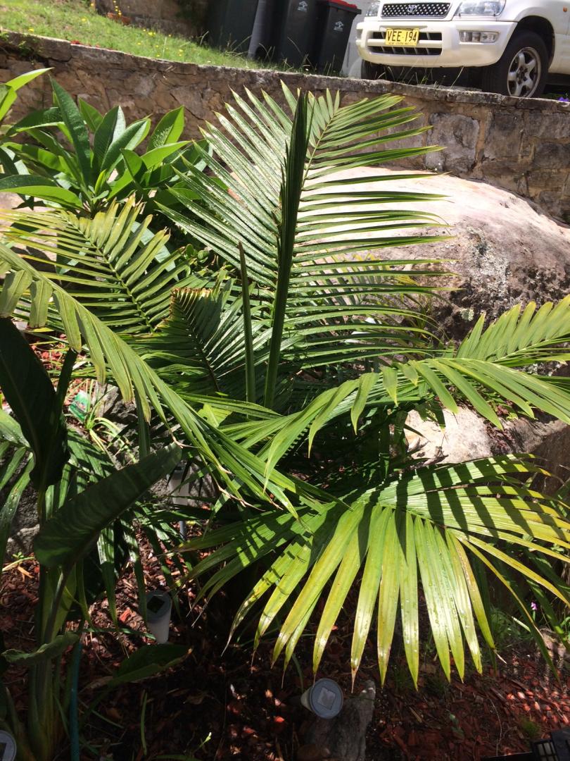Let's share palm-progression pics - DISCUSSING PALM TREES WORLDWIDE ...