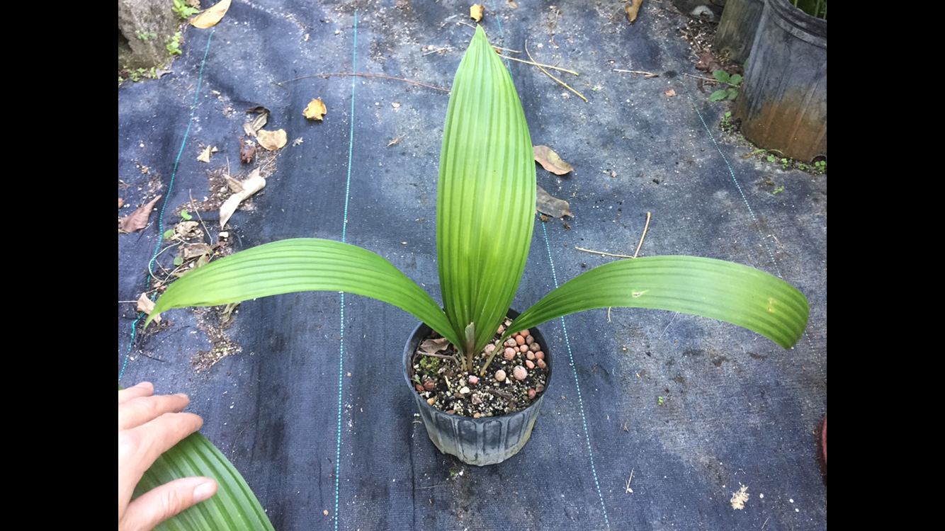 Sabinaria magnifica - For Sale - PalmTalk