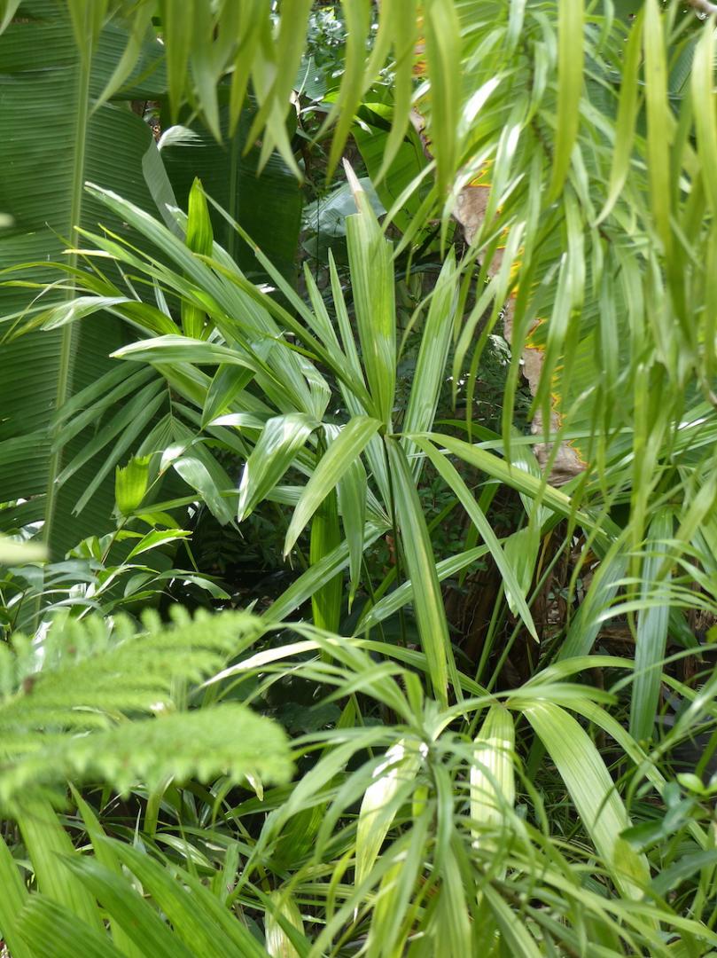 Mystery palm - DISCUSSING PALM TREES WORLDWIDE - PalmTalk