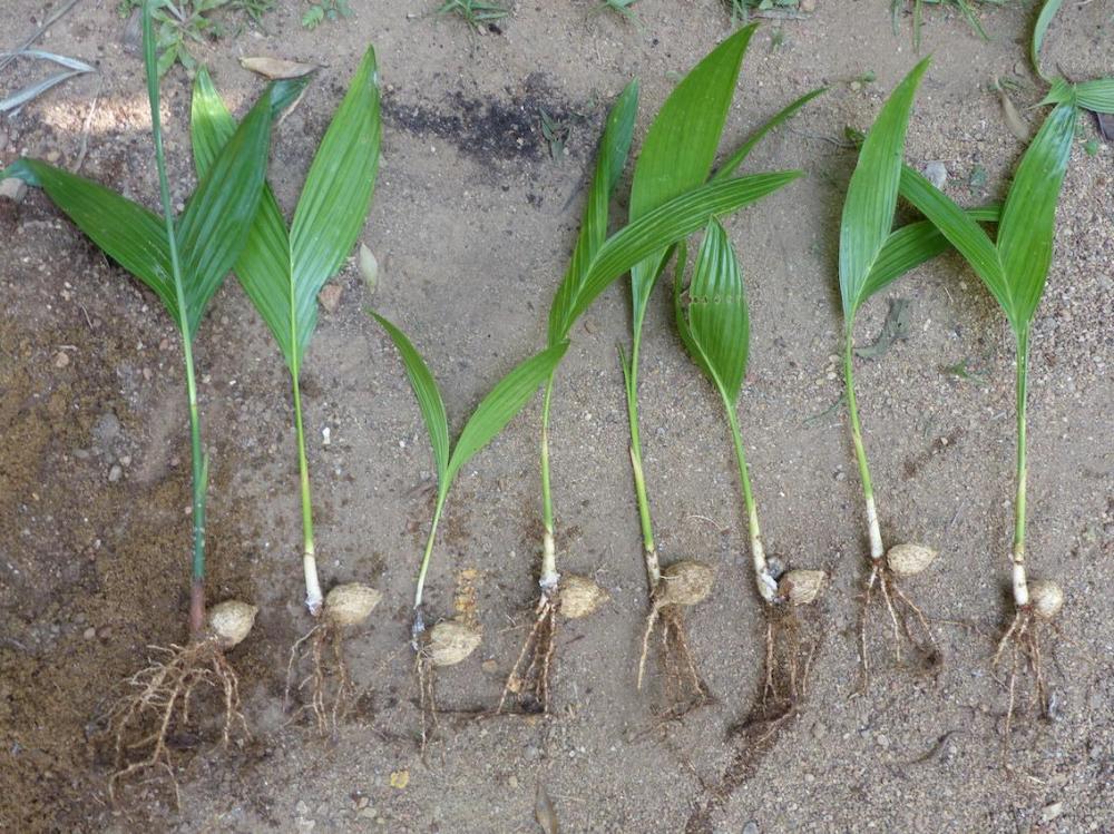 Areca c. "album" seedlings - DISCUSSING PALM TREES WORLDWIDE - PalmTalk