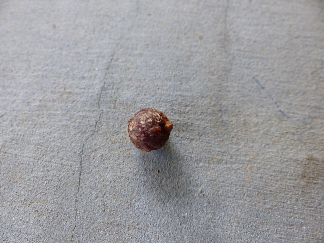 Sommieria seeds - DISCUSSING PALM TREES WORLDWIDE - PalmTalk