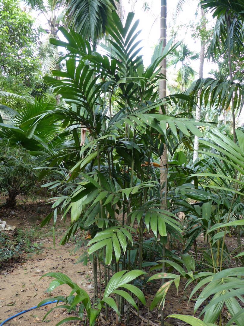 Thabit's Pinanga growing and suckering - DISCUSSING PALM TREES ...