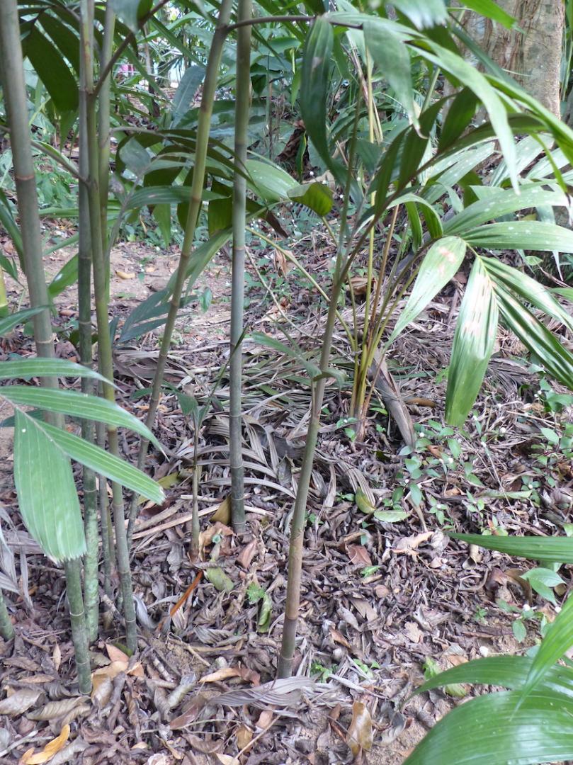 Thabit's Pinanga growing and suckering - DISCUSSING PALM TREES ...