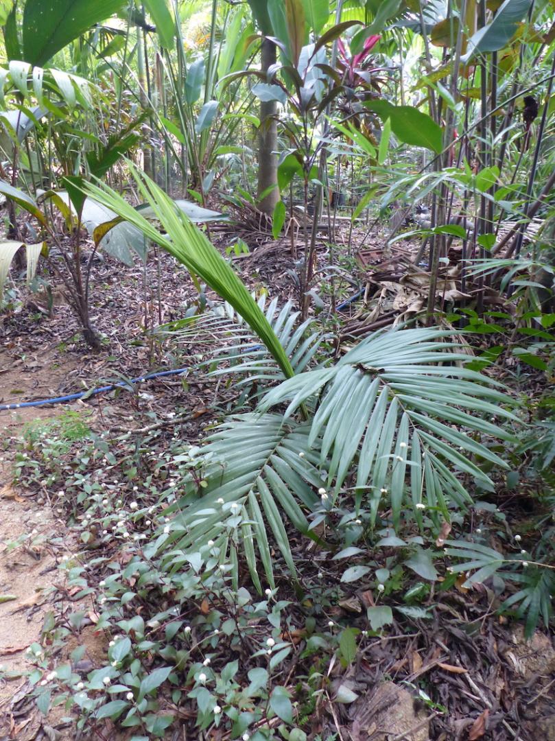 Burretokentia hapala in Morning garden - DISCUSSING PALM TREES ...