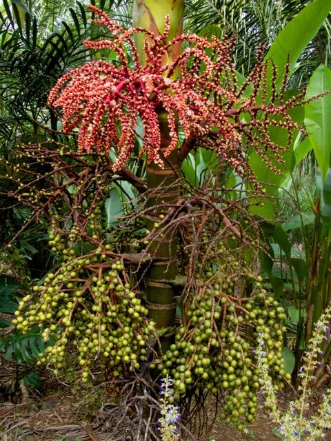 Loxococcus in Peradeniya update - DISCUSSING PALM TREES WORLDWIDE ...