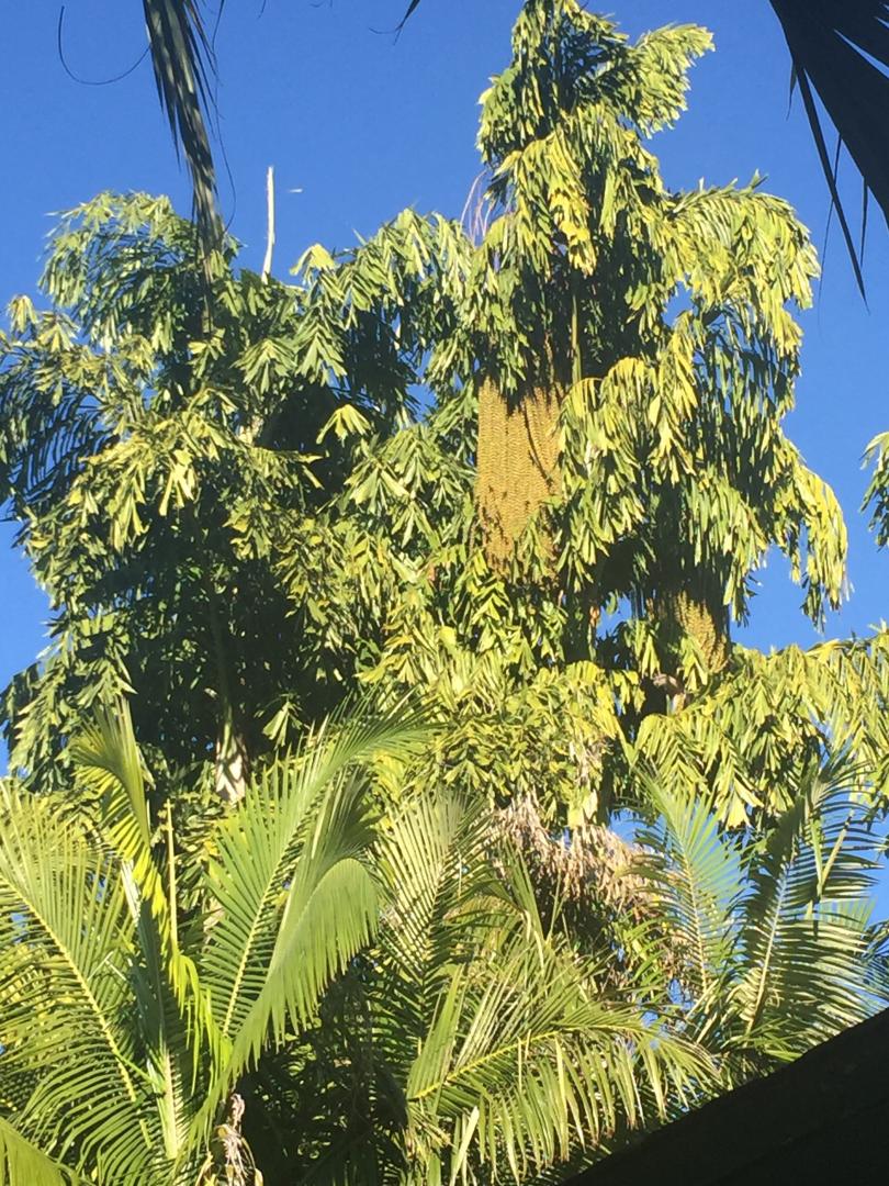SPEED: Queen Palm vs. Fishtail Palm - DISCUSSING PALM TREES WORLDWIDE ...