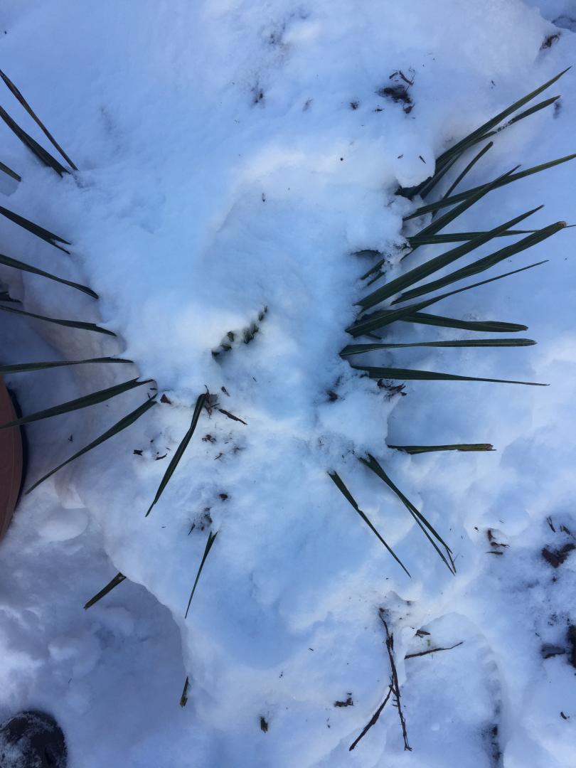 Frozen palms - COLD HARDY PALMS - PalmTalk