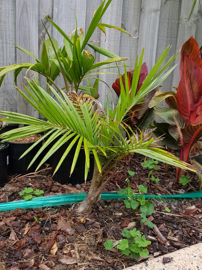 Ceroxylon amazonicum - DISCUSSING PALM TREES WORLDWIDE - PalmTalk
